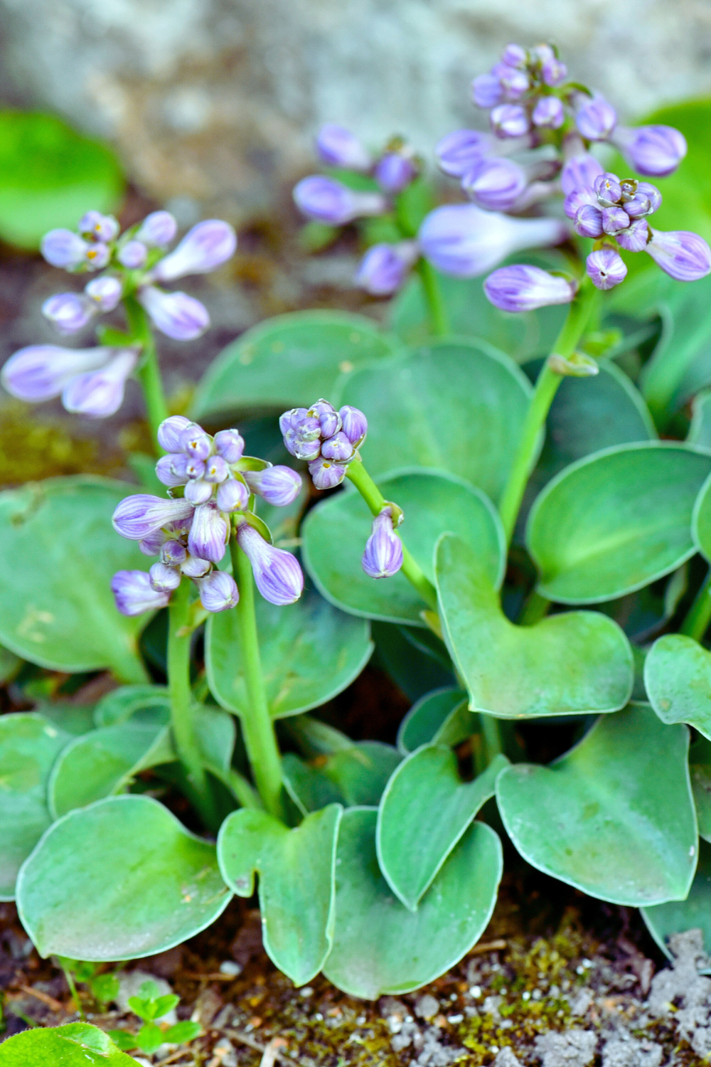 Top Shade Perennials MN Gardens Can't Do Without - Blooming Anomaly